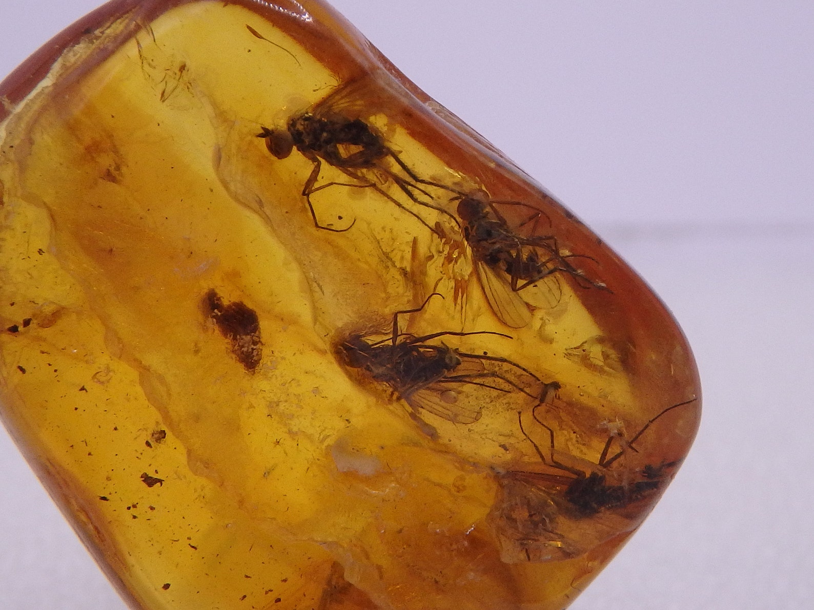 Baltic Amber Inclusion 8239 SWARM of Flies in Nice Amber. - Etsy