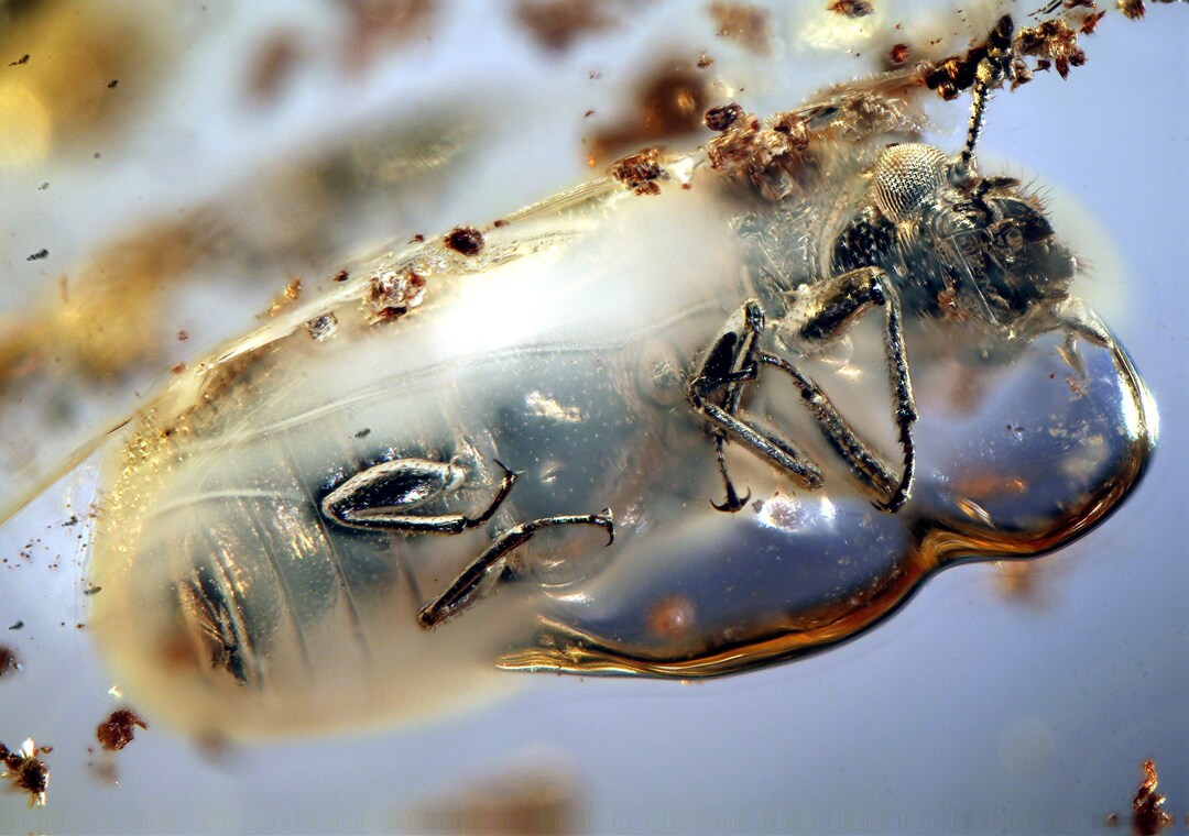 Baltic Amber Inclusion 9328 Very Rare Beetle Bostrichidae - Dinoderinae ...