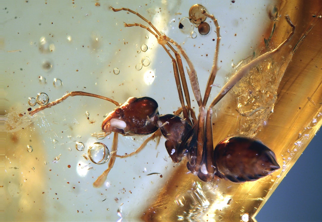 Baltic Amber Inclusion 6190 Spectacular Colorful Ant, Hymenoptera ...