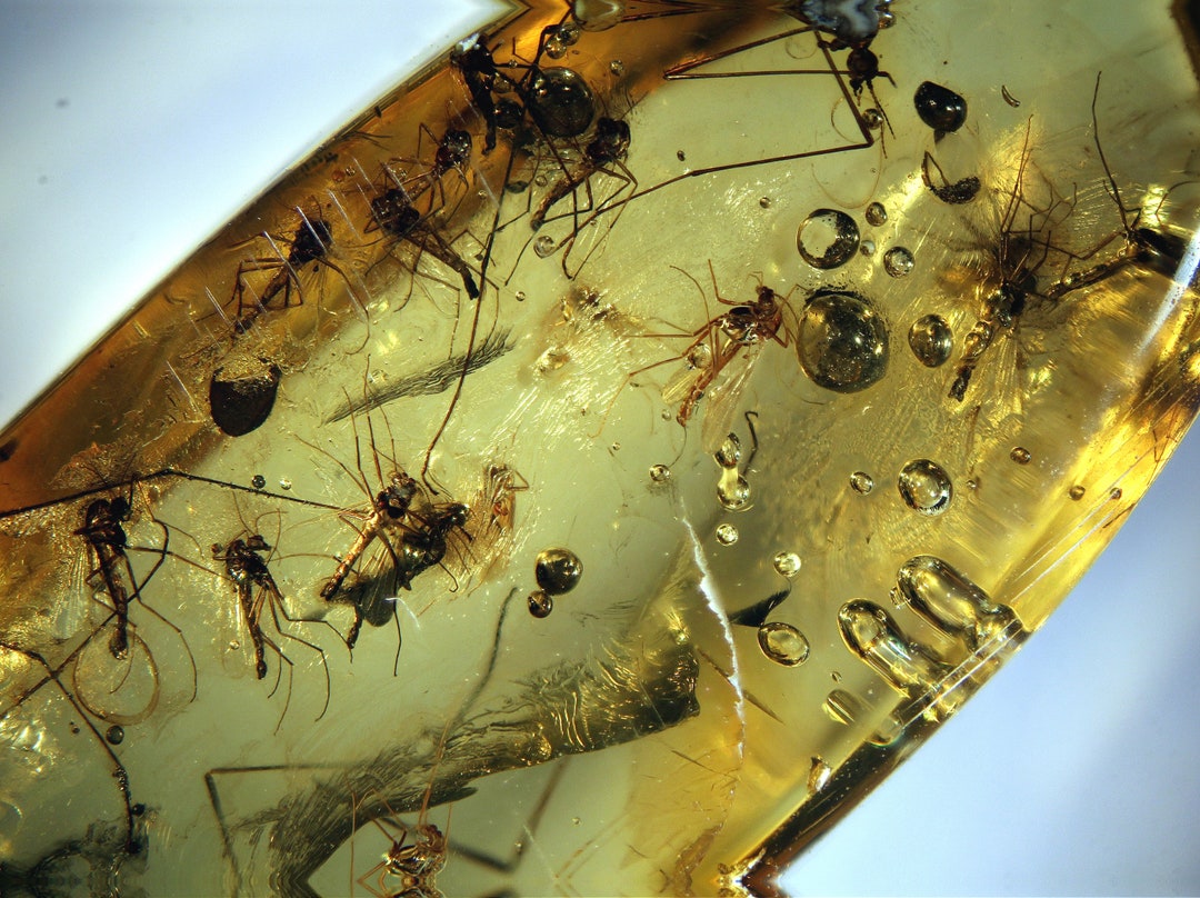 Baltic Amber Inclusion 9108 Rare Swarm of Midges and Crane Fly Scene ...