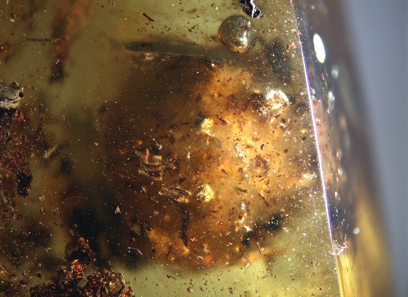 Baltic Amber Inclusion 9500 Extremely Rare Spider Cocoon - Egg Sac ...
