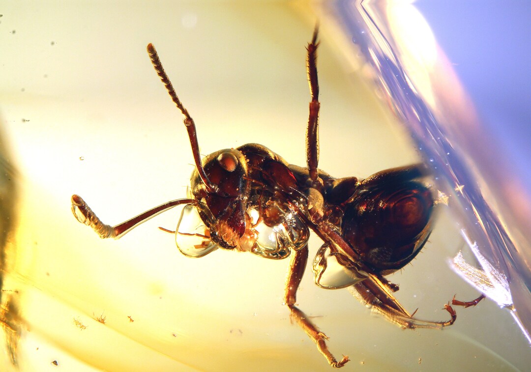 Baltic Amber Inclusion 9386 LARGE Colorful Ant in Very Clear Amber ...