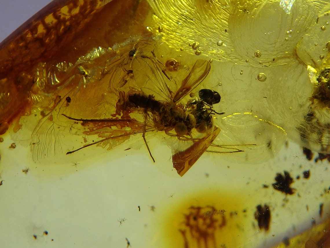 Baltic Amber Inclusion 9435 Large Rare Looking Fly + Ant Scene + More ...