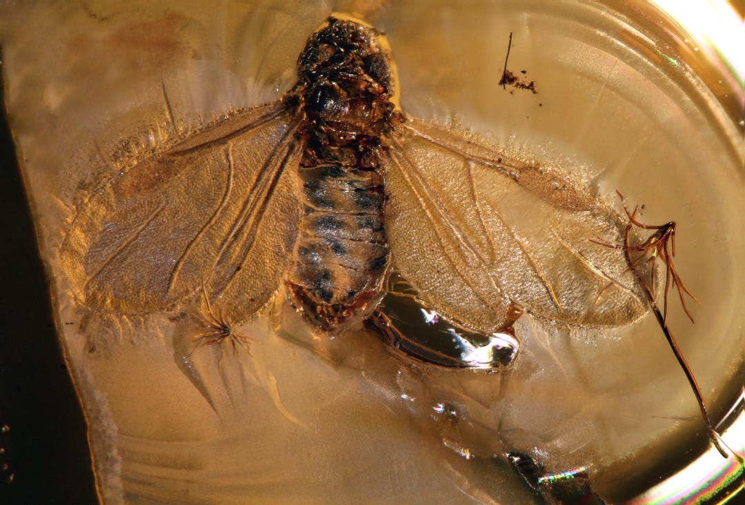 Baltic Amber Inclusion 9946 Very Nice Winged Aphid + More Inside. Genuine Natural Amber 100% ...