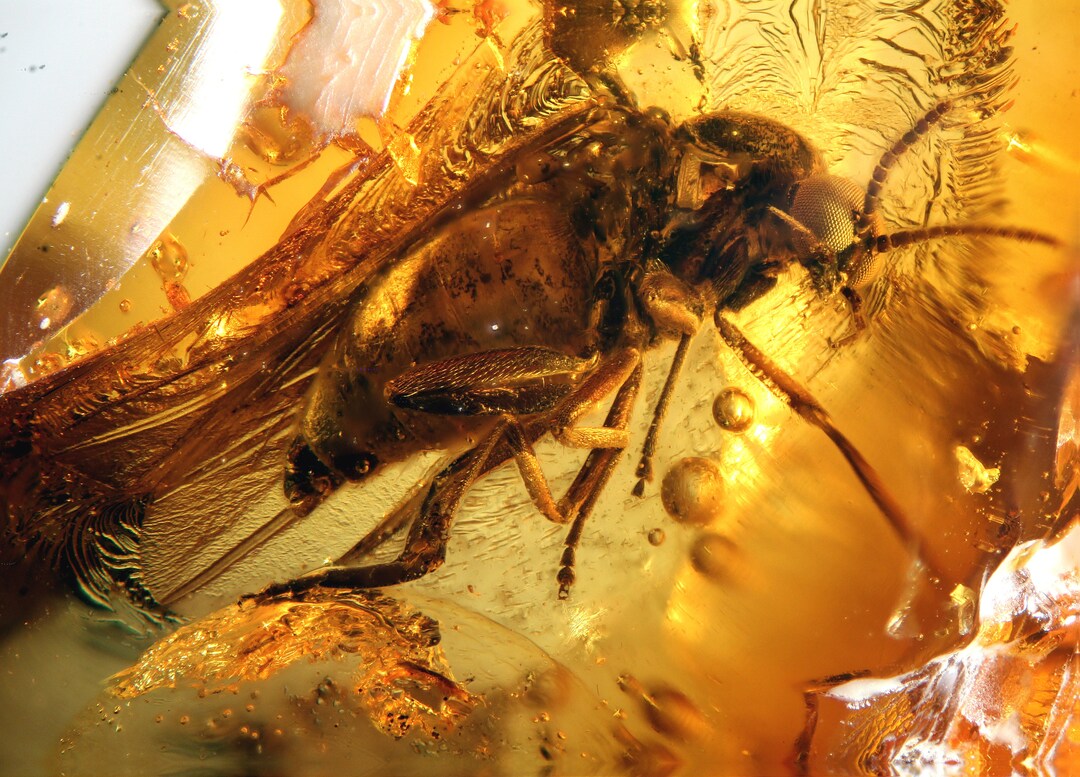 Baltic Amber Inclusion 8604 Nice Wood Gnat Anisopodidae. Diptera ...