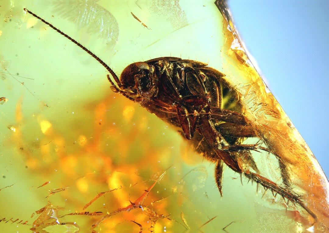 Baltic Amber Inclusion 8387 Perfect Cockroach, Blattodea. Collection ...