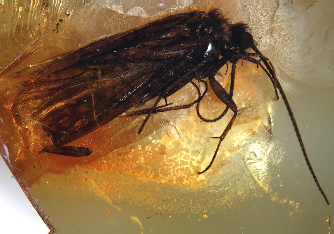 Baltic Amber Inclusion 9983 Nice Large Caddisfly Trichoptera in Clear ...