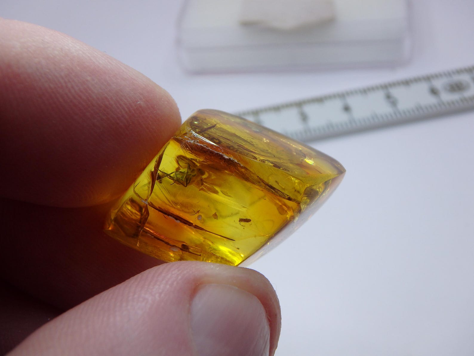 Baltic Amber Inclusion 9828 Rare Looking Fly in Large and Thick Amber 4 ...
