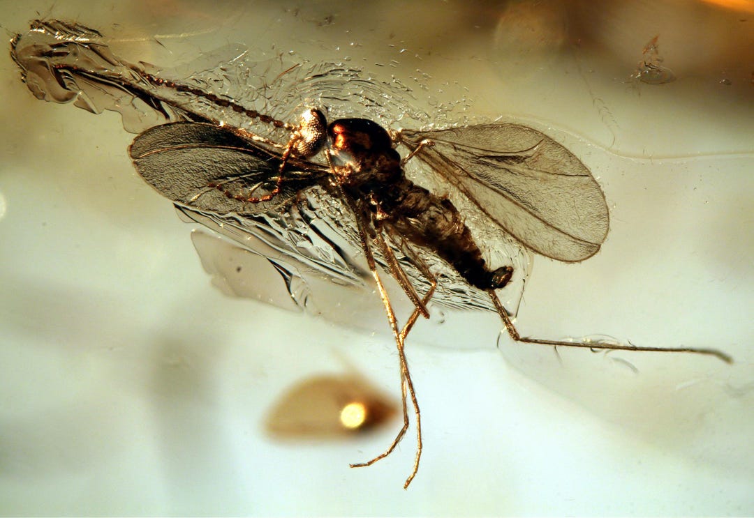 Baltic Amber Inclusion 10151 Very Nice Gall Midge Cecidomyiidae ...