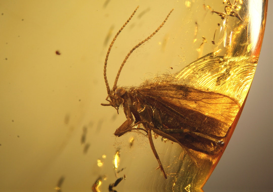 Baltic Amber Inclusion 8218 Very Nice Caddis Fly Trichoptera. Genuine ...