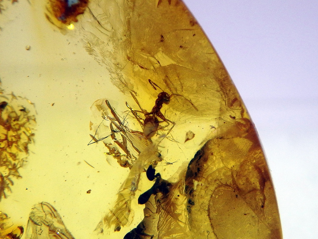 Baltic Amber Inclusion 9541 Nice Ant in Clear Amber. Good for Jewelry ...