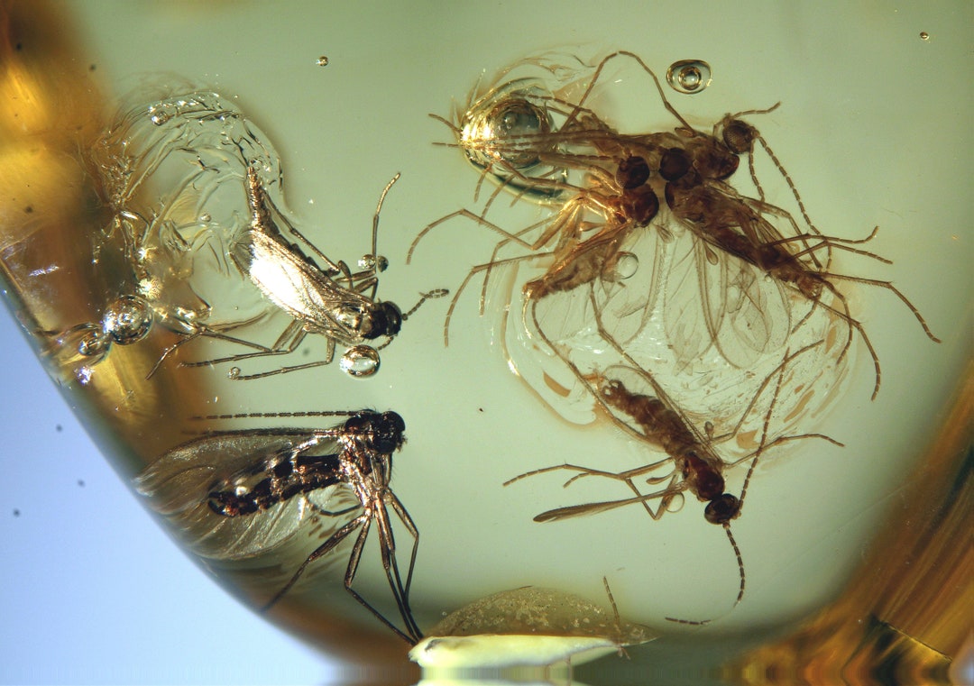 Baltic Amber Inclusion 7856 Great Swarm of 10 Midges. Sciaridae ...