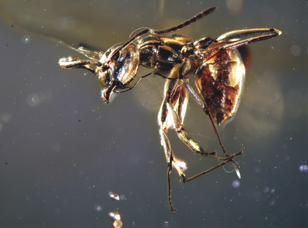 Baltic Amber Inclusion 9054 Perfect Ant in Very Clear Amber. Collection ...