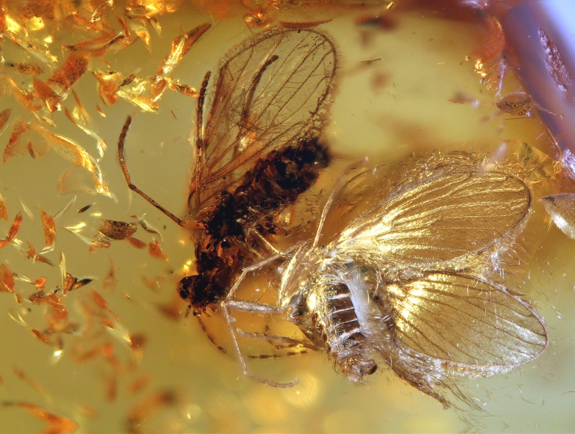 Baltic Amber Inclusion 7854 2 X Moth Fly Scene. Psychodidae. - Etsy
