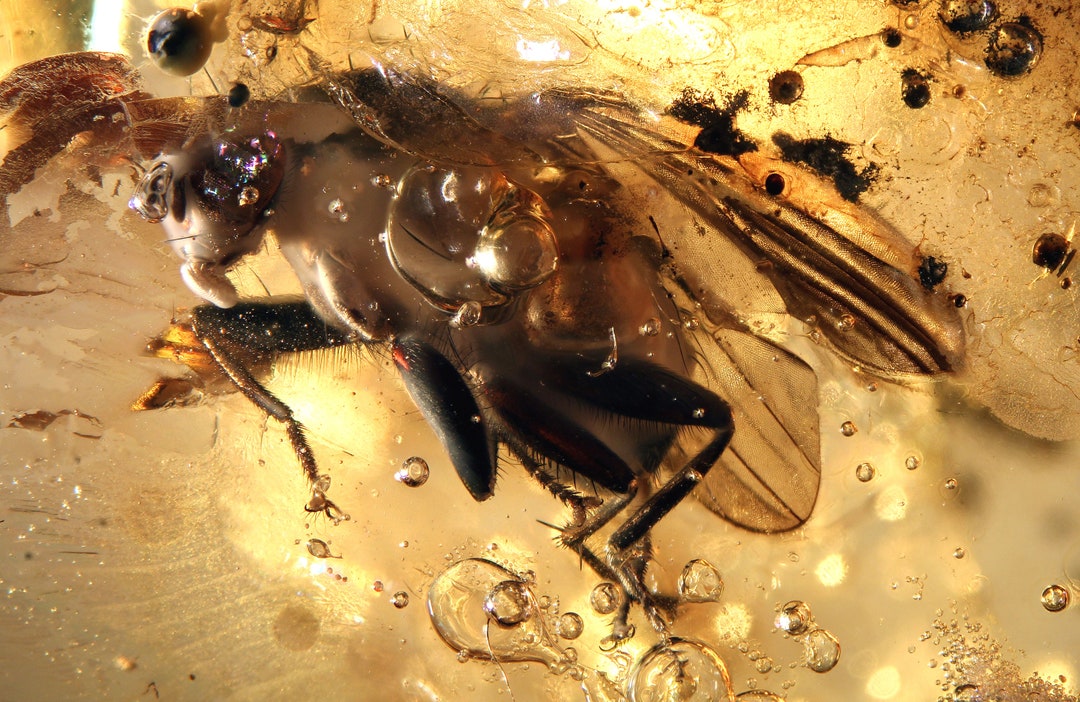 Baltic Amber Inclusion 9120 Massive Fly + Termite + Springtail in BIG ...