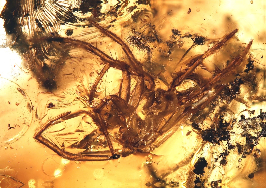 Baltic Amber Inclusion 6869 Large Spider Exuvia in Big Amber 8.5 Gram ...