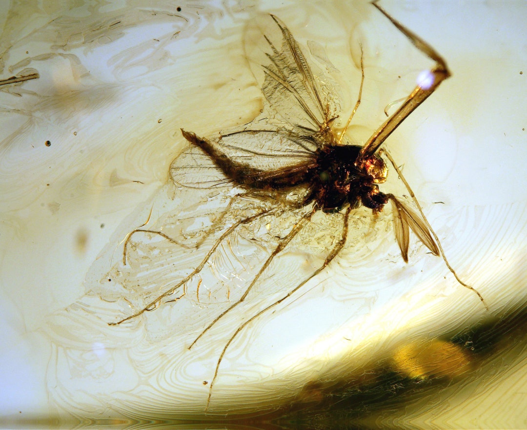 Baltic Amber Inclusion 9221 Rare Mayfly Wings + Midge Scene ...