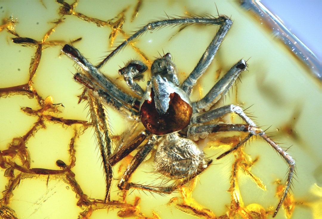 Baltic Amber Inclusion 9428 Amazing Male Spider. Arachnida. Araneae ...