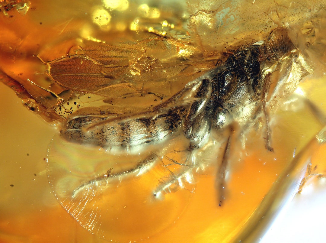 Baltic Amber Inclusion 8944 Rare Looking Unknown Wasp. Hymenoptera ...