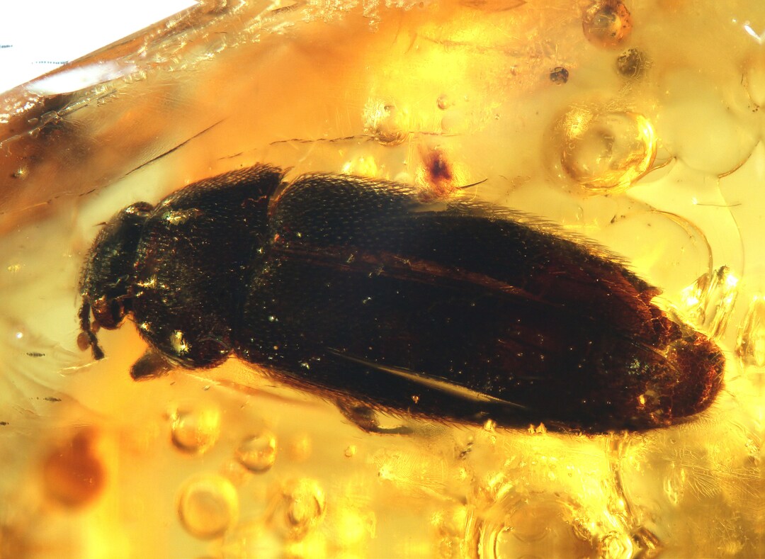 Baltic Amber Inclusion 8987 Very Nice Hairy Beetle ( Mycetophagidae ...