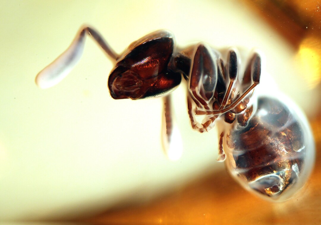 Baltic Amber Inclusion 9365 Nice Colorful Ant Clear Amber Stone ...