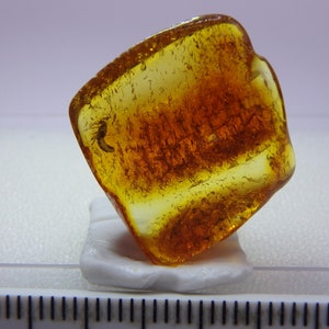 Baltic Amber Inclusion 9335 Rove Beetle. Staphylinidae. Coleoptera ...