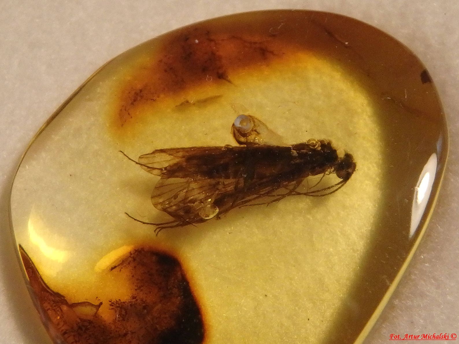 Baltic Amber Inclusion EXCLUSIVE BOX With E X C L U S I VE I N | Etsy