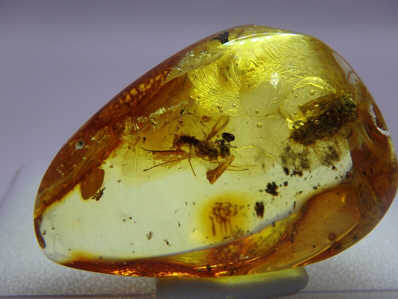 Baltic Amber Inclusion 9435 Large Rare Looking Fly + Ant Scene + More ...