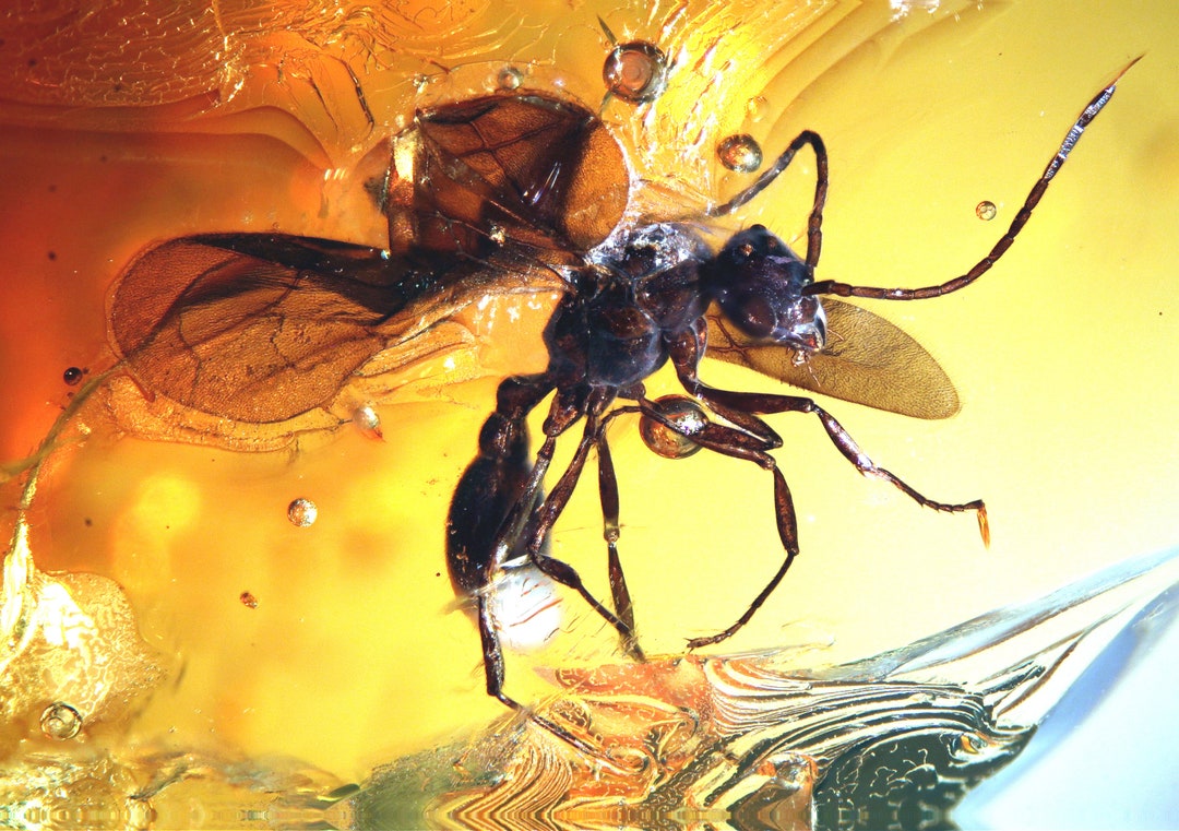 Baltic Amber Inclusion 9410 Very Rare Looking Winged Ant. Hymenoptera ...