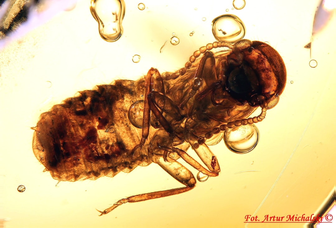 Baltic Amber Inclusion 3899 RARE PERFECT WINGLESS Termite - Etsy