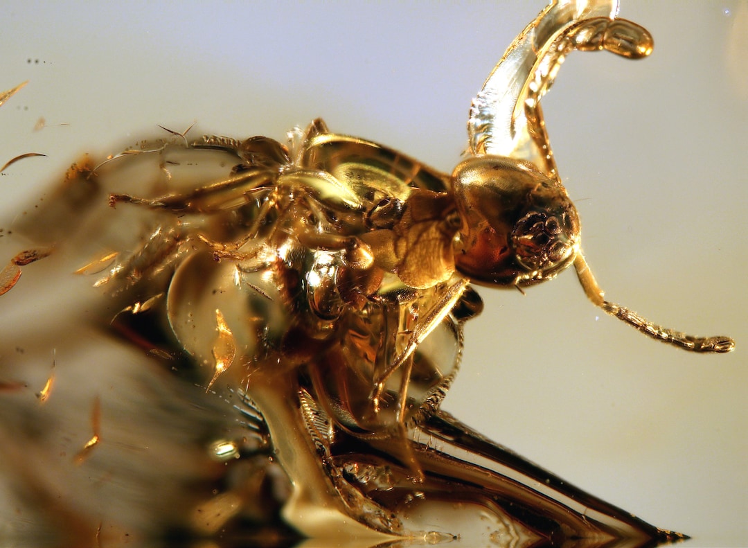 Baltic Amber Inclusion 6263 Nice Ant in Clear Amber. Hymenoptera ...