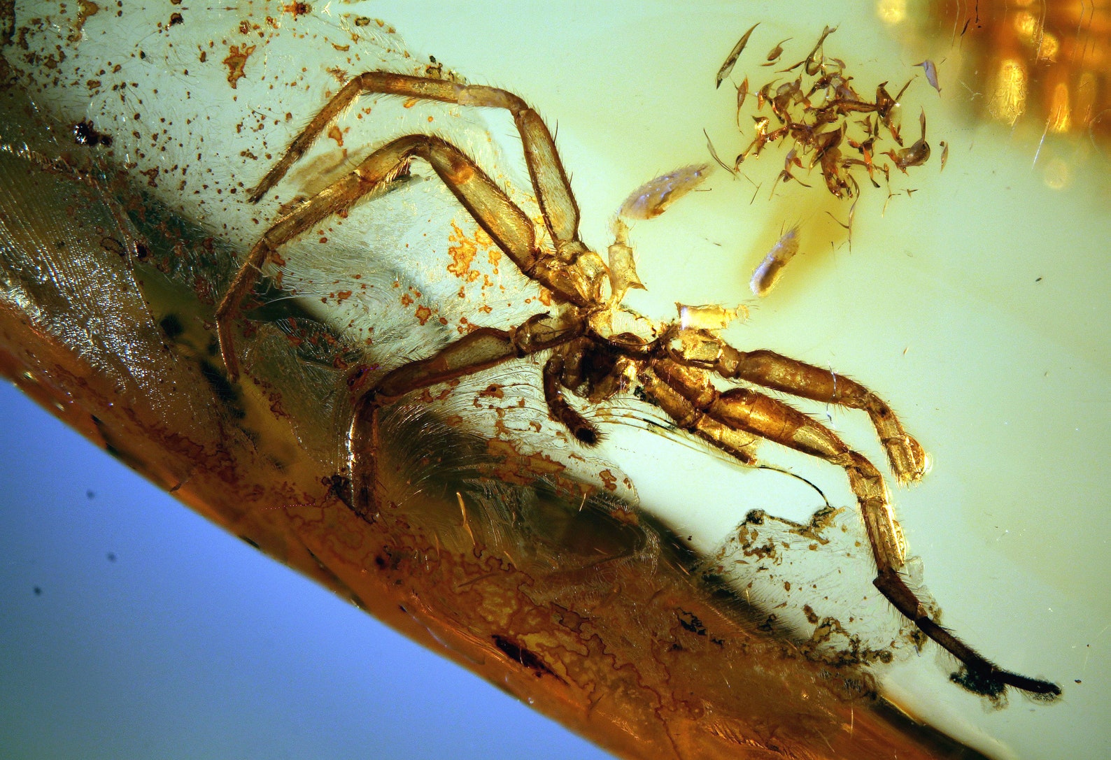 Baltic Amber Inclusion 6878 Huge Spider Exuvia in Large Nice - Etsy