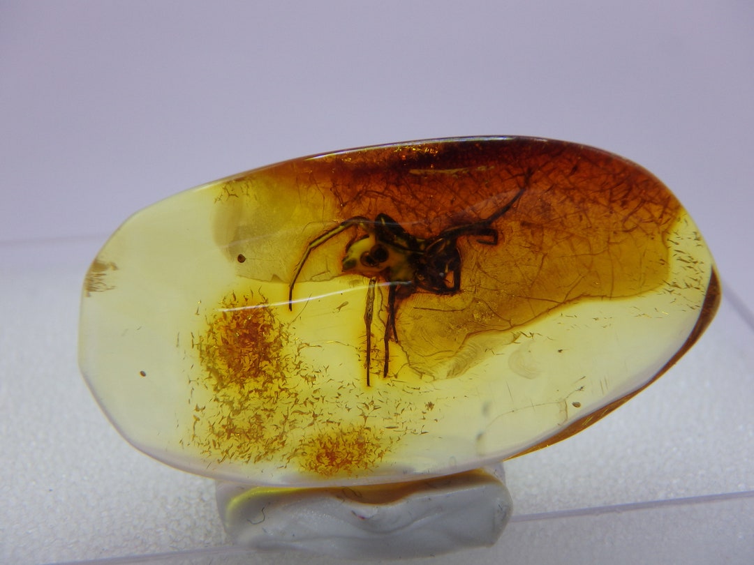 Baltic Amber Inclusion 9066 Large Dark Spider, Central Position ...