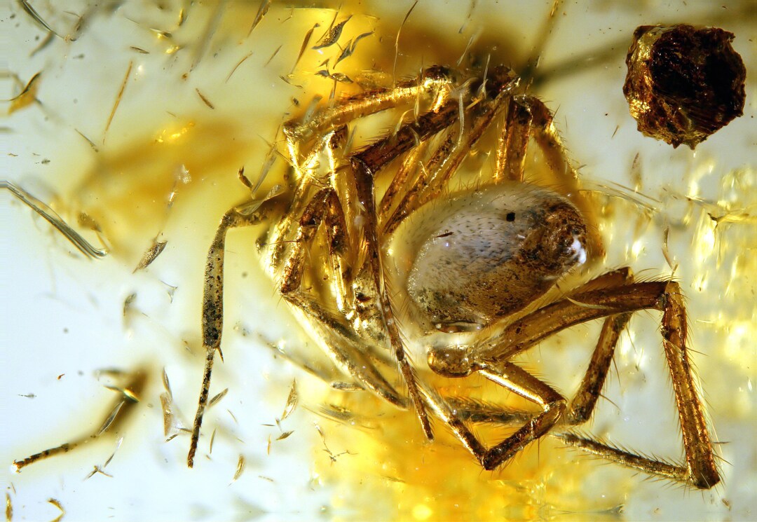 Baltic Amber Inclusion 9326 Large Spider + Wasp Fragments. Scene ...