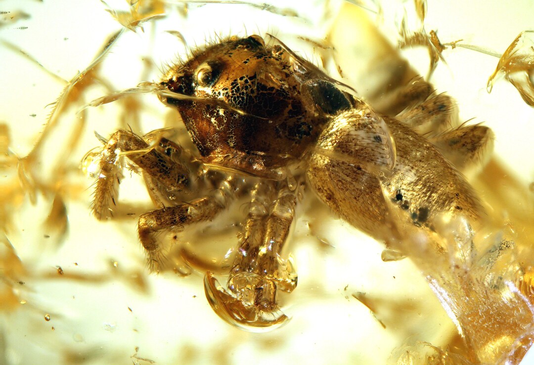 Baltic Amber Inclusion 8074 Jumping Spider Salticidae Arachnida ...