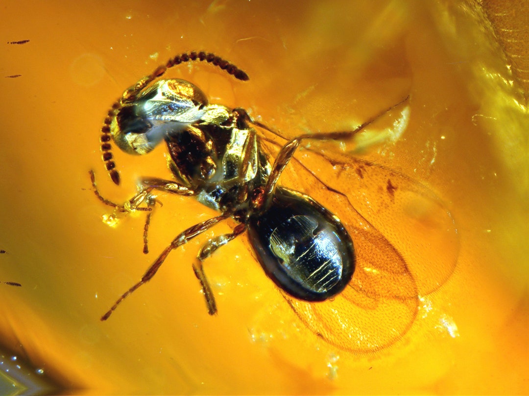 Baltic Amber Inclusion 8933 Nice Unknown Parasitic Wasp. Hymenoptera ...