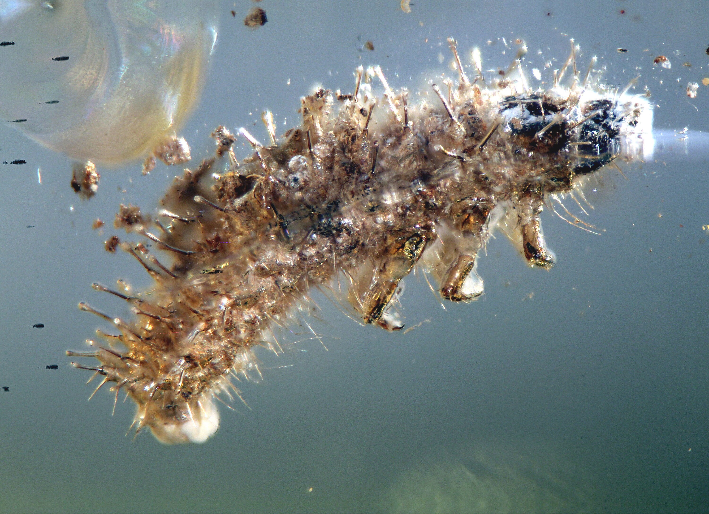 Cleridae Larvae