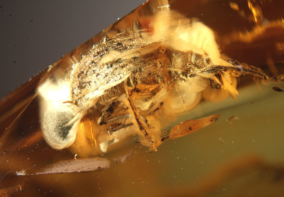 Baltischer Bernsteineinschluss 6713 Großer Curculionidae-Käfer ...