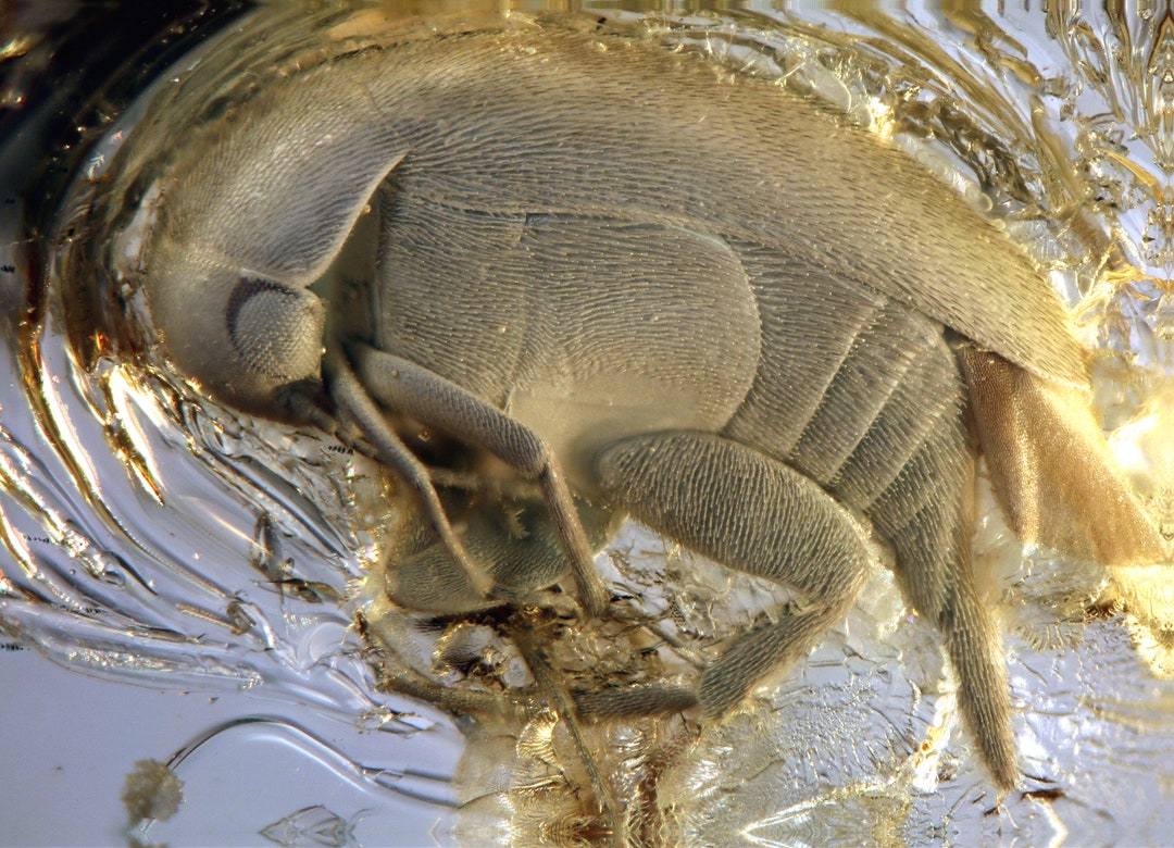 Baltic Amber Inclusion 9032 Great Tumbling Flower Beetle Mordellidae ...