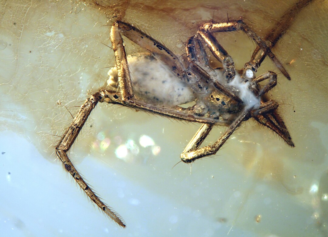 Baltic Amber Inclusion 9020 Very Nice Spider. Arachnida. Araneae. Rare ...
