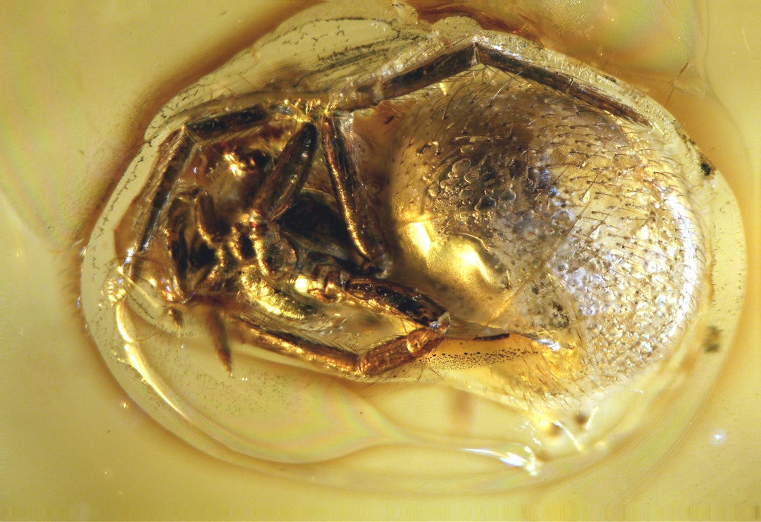 Baltic Amber Inclusion 9363 Nice Spider in Almost Raw Amber Stone ...