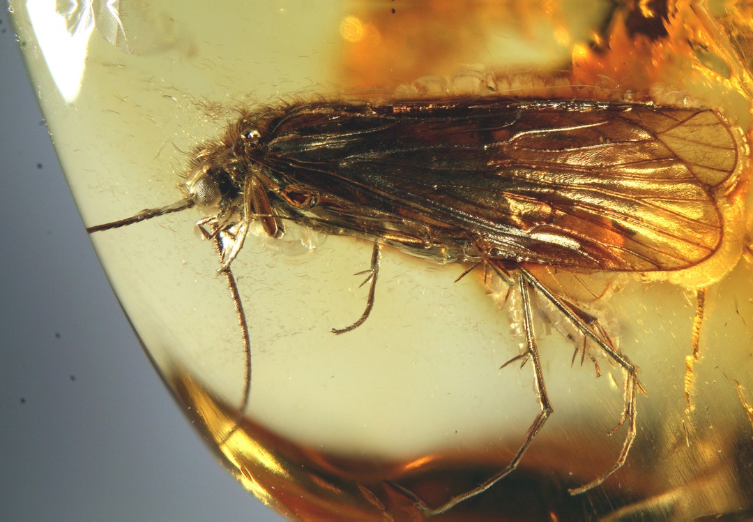 Baltic Amber Inclusion 8271 Very Nice Caddis Fly. CHECK MOVIE ...