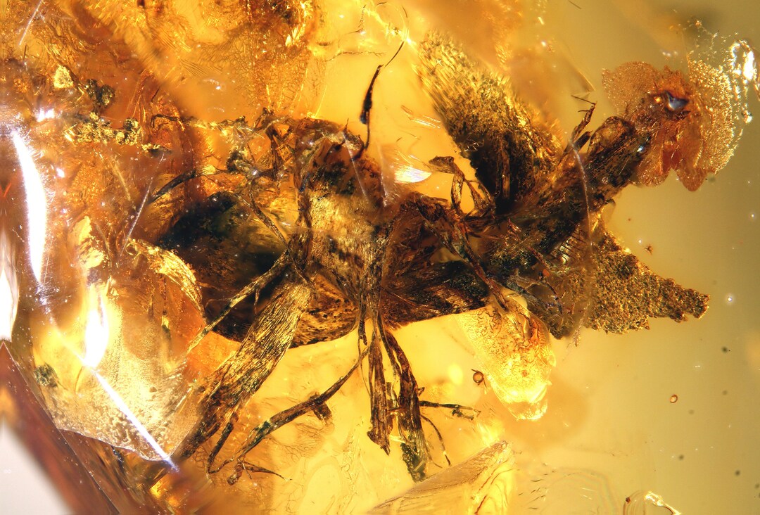 Baltic Amber Inclusion 9330 Probably Rare Parallel Nerve Leaf of A ...