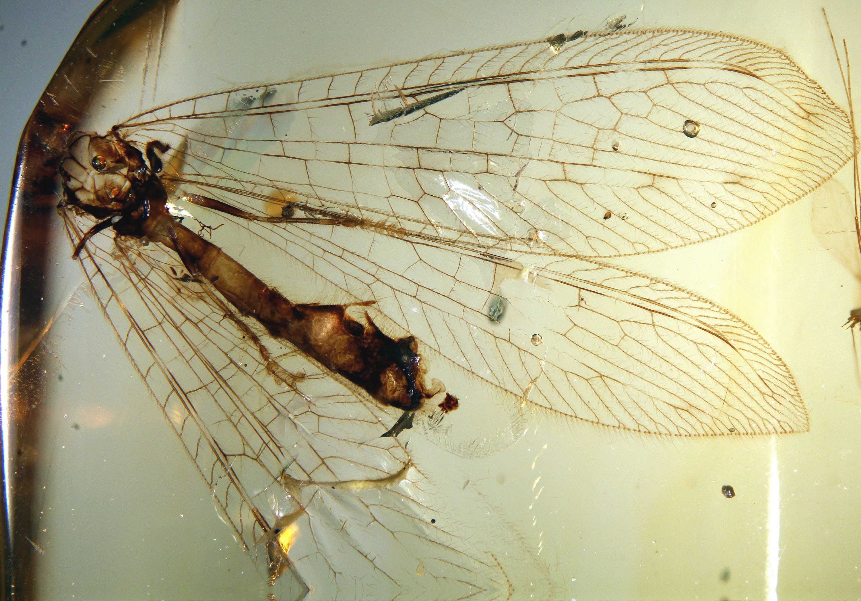 Cretaceous Period Insects