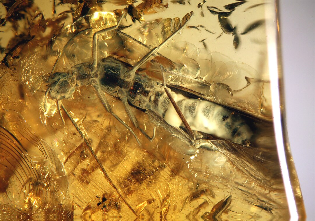 Baltic Amber Inclusion 8158 Nice Stonefly Plecoptera. Rare. Genuine ...