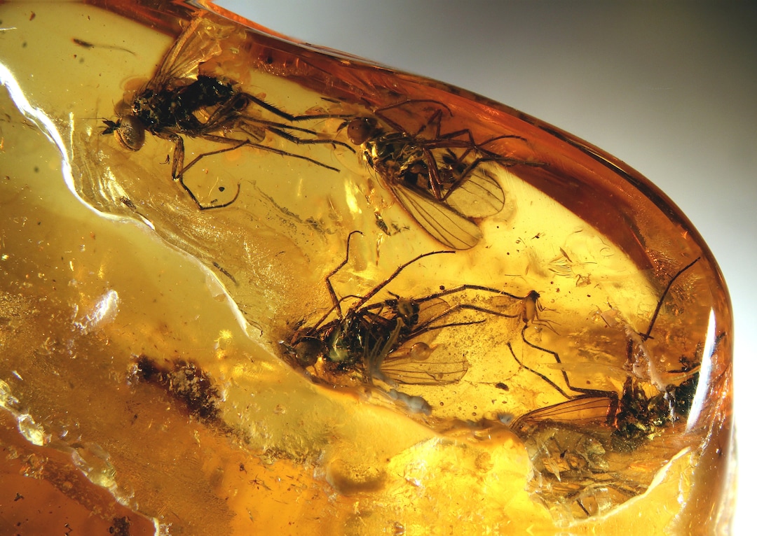 Baltic Amber Inclusion 8239 SWARM of Flies in Nice Amber. Diptera ...