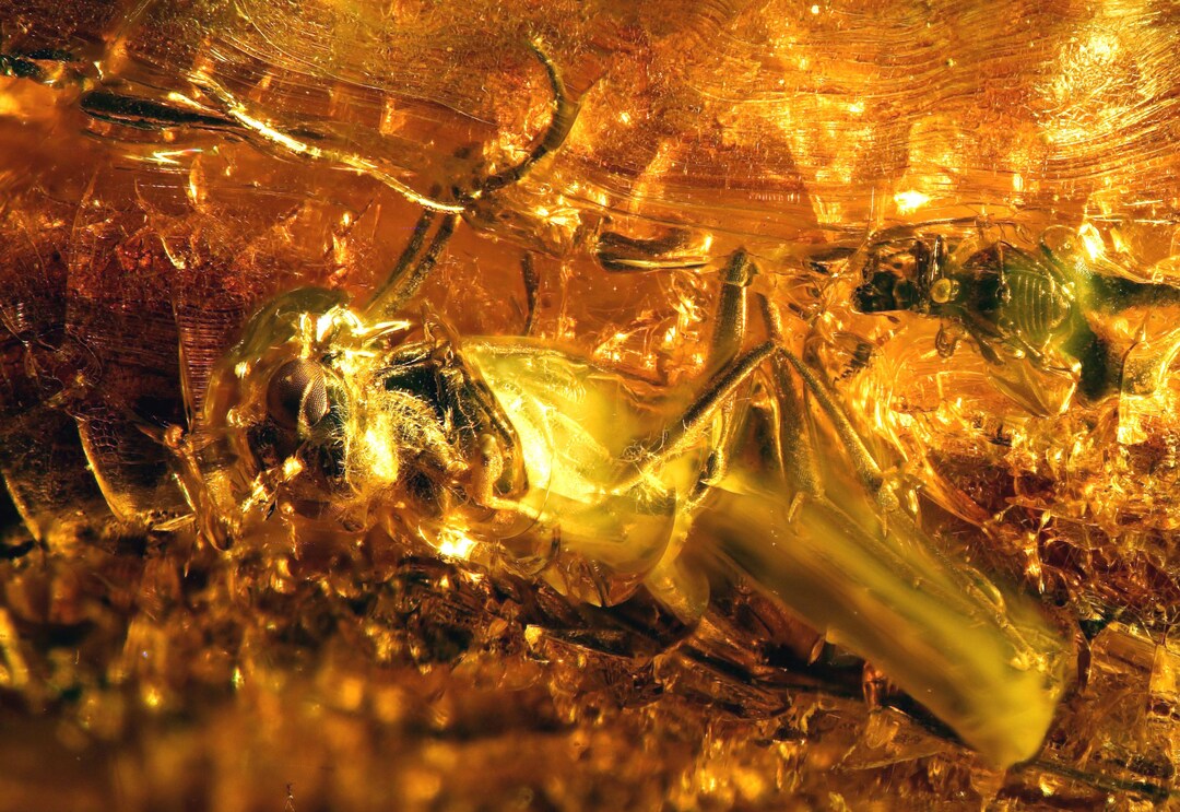 Baltic Amber Inclusion 9939 Rare Looking Unknown Wasp in Big Amber ...