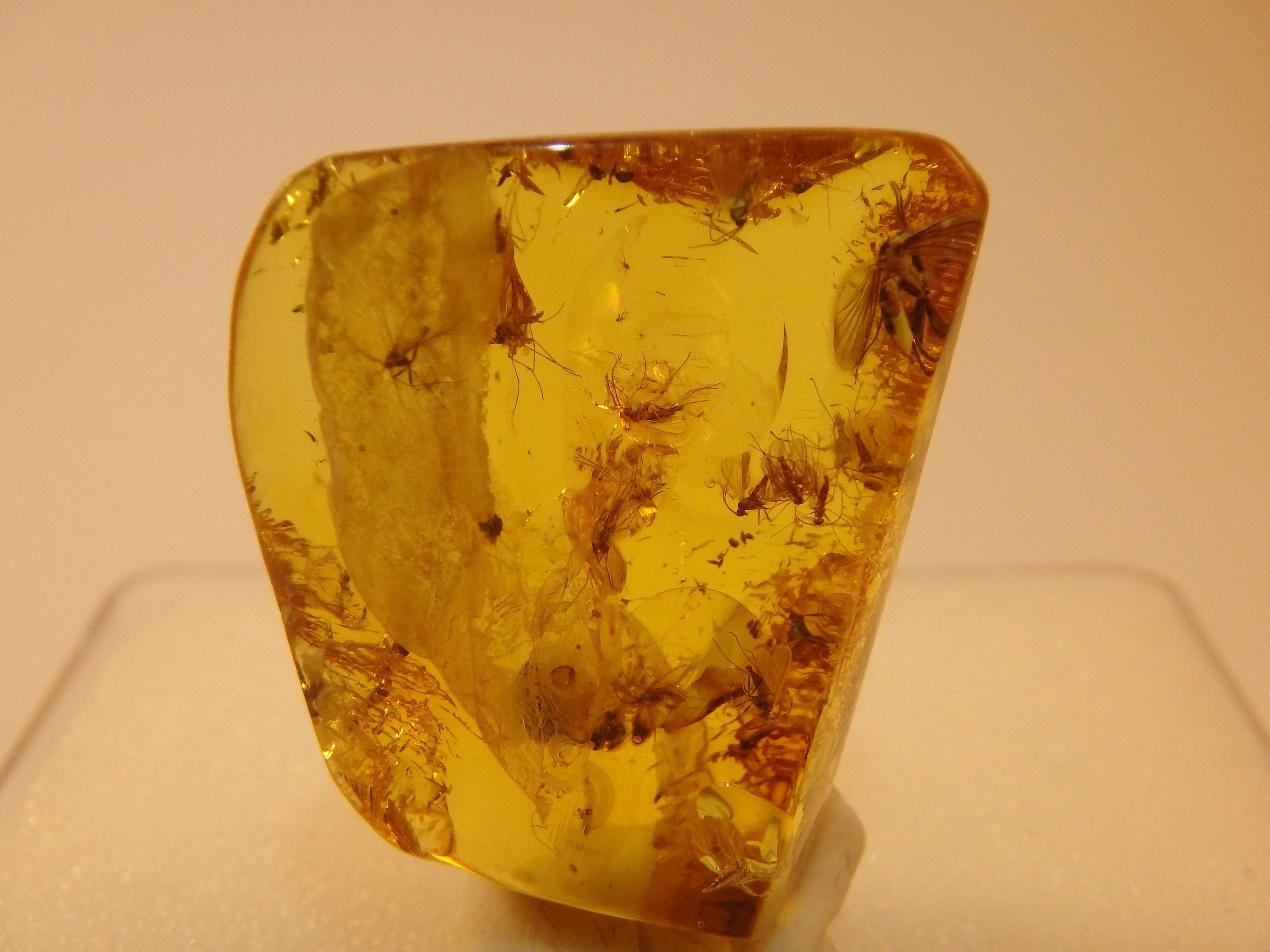 Baltic Amber Inclusion 7258 Super Swarm of 15 Gnats in Nice | Etsy