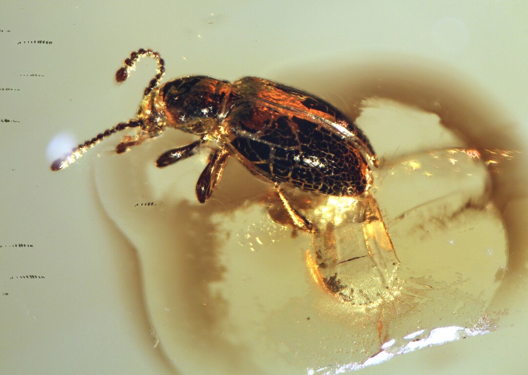 Baltic Amber Inclusion 6877 Ant-like Stone Beetle Scydmaenidae !! Fossi ...