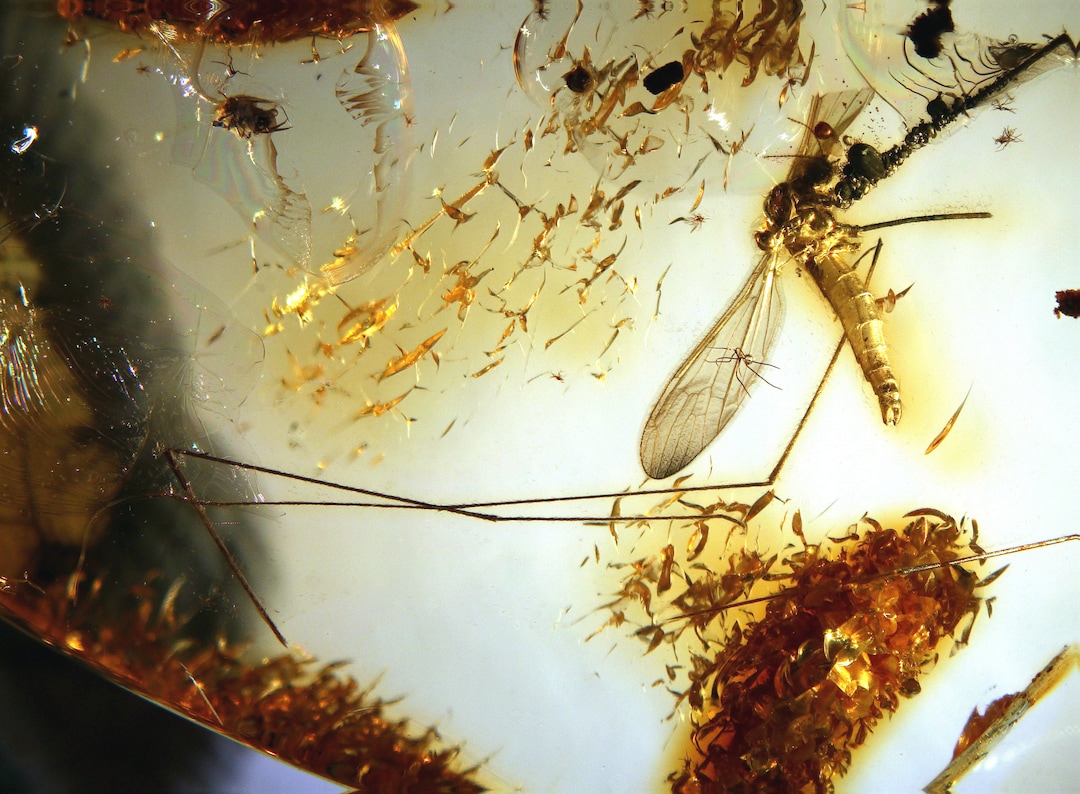 Baltic Amber Inclusion 8157 Nice Crane Fly. Diptera. Genuine Natural ...